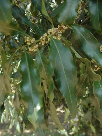 Euclea divinorum | PlantZAfrica